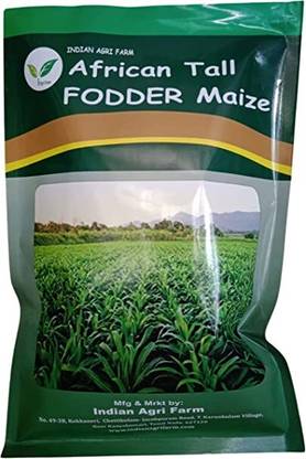 IAgriFarm African Tall Fodder Maize / Makka (Zea Mays) - 10 Kg for ...
