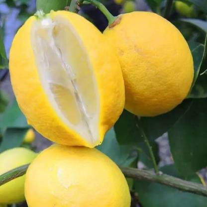 Aro Lemon, Nimbu Seed Price in India - Buy Aro Lemon, Nimbu Seed online ...