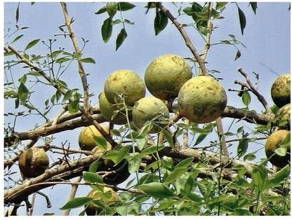 JRYU Bel Patra Fruit Seed Price in India - Buy JRYU Bel Patra Fruit ...