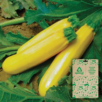 Optimal Seeds Yellow Long Zucchini Squash Seed Price in India - Buy ...