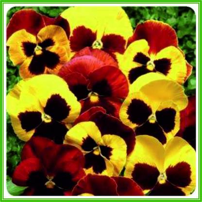 CYBEXIS Pansy F1 Matrix Series 'Autumn Blaze Mixed' Seed Seed Price in ...