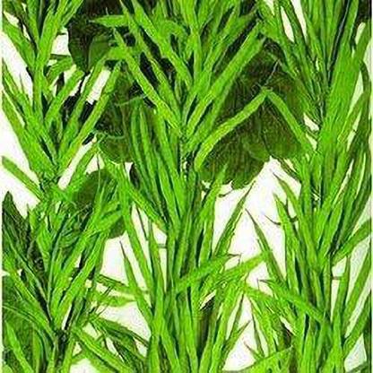 KANAYA Gwar Fali (Cluster Beans) Seed Price in India - Buy KANAYA Gwar ...