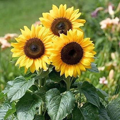 KANAYA Sunflower Tall Flower Seed Price in India - Buy KANAYA Sunflower ...