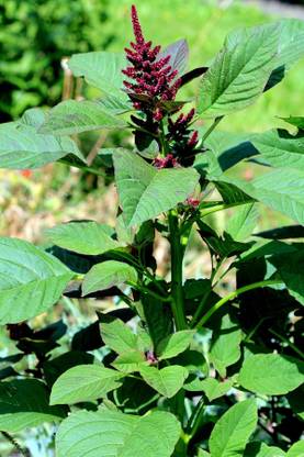 CARIBBEAN AMARANTHUS (THOTAKURA ) Seed Price in India - Buy CARIBBEAN ...