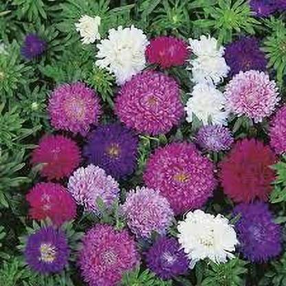Lorvox Aster Mixed Hybrid Imported Flower Seed Price in India - Buy ...