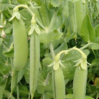 MYLAWN (Matar) Peas Seeds (मटर के बीज) Seed Price in India - Buy MYLAWN ...