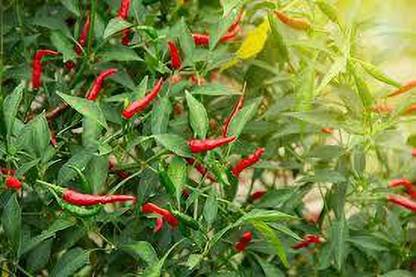 greenfarm Chilli Seeds , Mirchi Seeds Hari Mirch organic ( 150 seeds ...