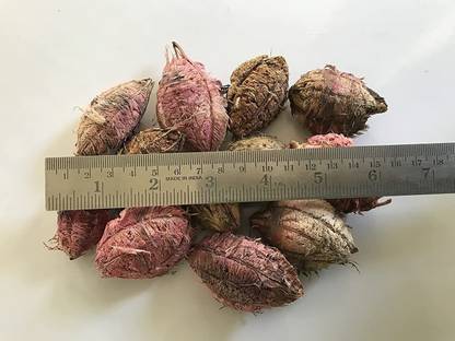 WILLVINE GUA-55 Malabar Almond Jangli Badam Tree Seeds Seed Price in ...