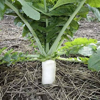 MAA Radish, Muli Seed Price in India - Buy MAA Radish, Muli Seed online ...