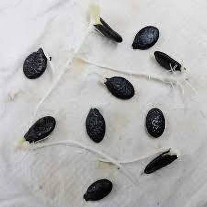 greenfarm Turai seed , tori , ridged gourd seed Seed Price in India ...