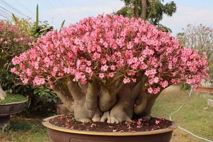 JRYU Adenium Mix Color Hybrid Flower Seed Price in India - Buy JRYU ...