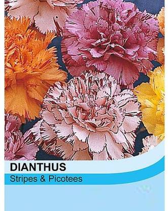 CYBEXIS Carnation - Chabaud Picotee Fantasy Mixed Seed Price in India ...