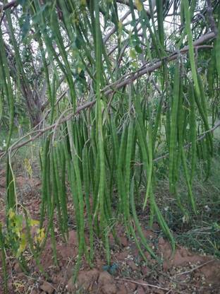 BALESH drumstick, moringa seeds, bhagya kdm1 seeds, nugge bija nuggi ...