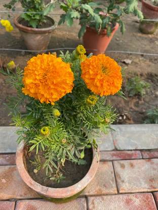 Organic Galaxy Fresh Genda Flower Hybrid Quality Seed Price in India ...