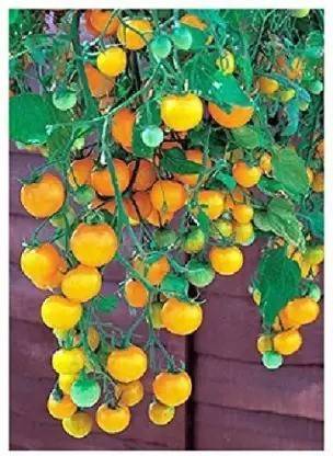 Aro Yellow Cherry Tomato, Tamatar Seed Price in India - Buy Aro Yellow ...