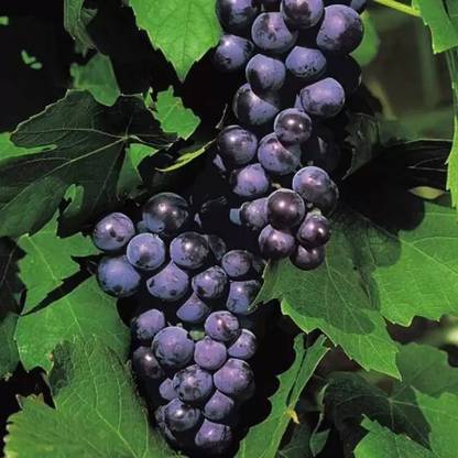 Chalisa Grapes Fruit, Black Grapes Seed Price in India - Buy Chalisa ...