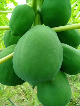 TRICONE SYNGENTA F1 Hybrid Papaya Papita Seeds 500 Beej PP25 Seed Price ...