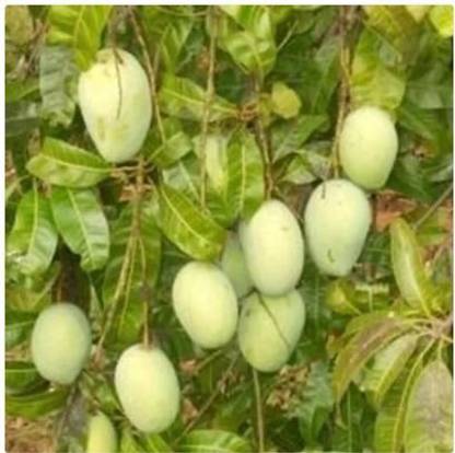 jayanth Organic Alphonso Mango Seed Price in India - Buy jayanth ...