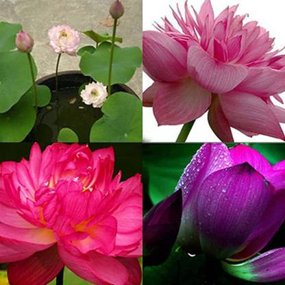 WILLVINE HUA-78 Mini Lotus Flowers Seeds Seed Price in India - Buy ...