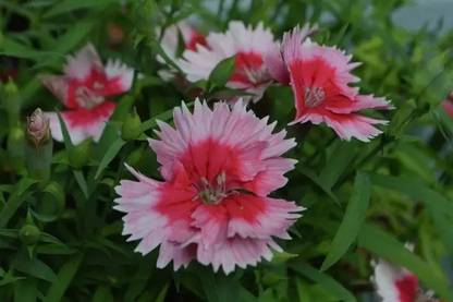 MAA Dianthus, Pink, Carnation Seed Price in India - Buy MAA Dianthus ...