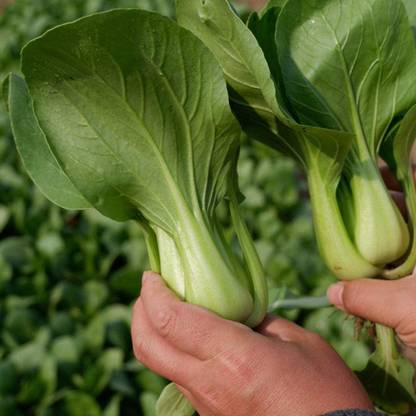 CYBEXIS Organic Spinach seeds rich in vitamins1000 Seeds Seed Price in ...