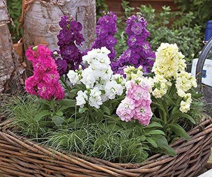 KANAYA Ten - Week Stock Flower Seed Price in India - Buy KANAYA Ten ...