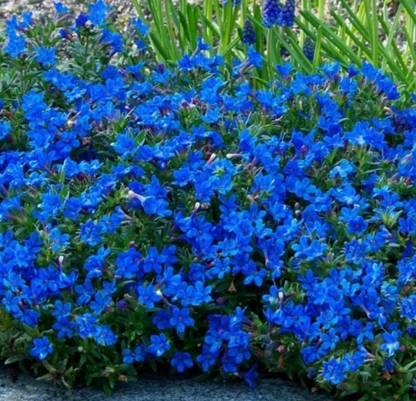VINGTON Bright Blue Alyssum Seeds Carpet Flower Sweet Seed Price in ...
