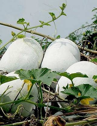 Aywal Ash Gourd (Mithai Petha) Seed Price in India - Buy Aywal Ash ...