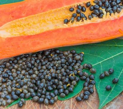 PUTZMA Florida Red Royale Papaya Seeds Seed Price in India - Buy PUTZMA ...