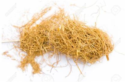 Kesariwala KHAS ROOT- KHUS JAD - USHIRA - VETIVER ROOTS - VETIVERIA ...