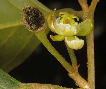 WILLVINE XLR-60 Malabar Almond Jangli Badam Tree Seeds Seed Price in ...