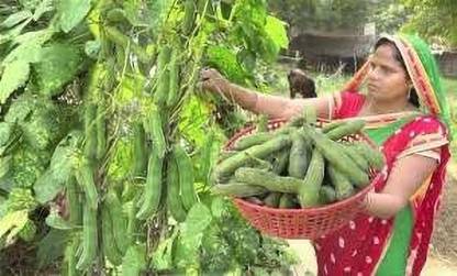 Kawach Kawach seeds, Kauch seeds, Pitha Seed, Kawach Seed Price in ...