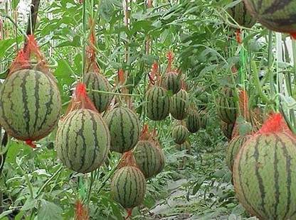 ENINE Tarbuj Seed Price in India - Buy ENINE Tarbuj Seed online at ...