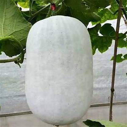 Aywal Indian Mithai Petha Hybrid Seed Price in India - Buy Aywal Indian ...