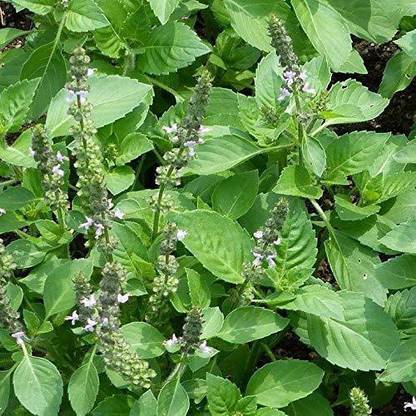 Aywal Natural Tulsi Holy Plant Seed Indian Tulsi Plants Seed Price in ...