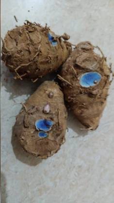 plantsworld Black Turmeric, Kali Haldi, Nalla Pasupu, Kari Manjal ...