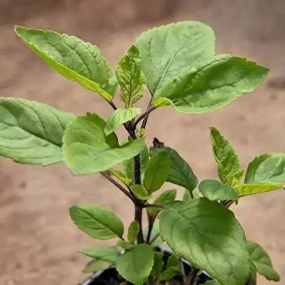 MAA Holy Basil, Tulsi, Tulasi Seed Price in India - Buy MAA Holy Basil ...