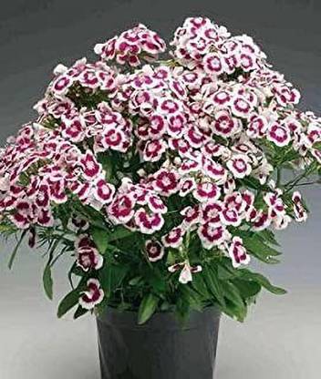 MAA Dianthus, Pink, Carnation Seed Price in India - Buy MAA Dianthus ...