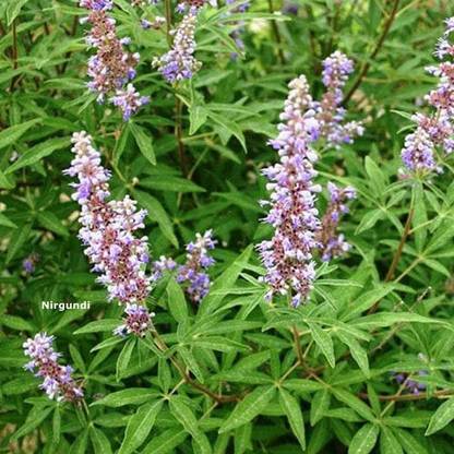 Faabiie Nirgundi, Sambhalu, Chaste, Nirgund, Vitex Negundo Plant Seed ...