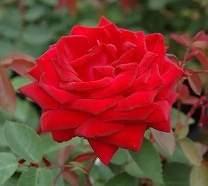 Aro Rose, Flower seeds Seed Price in India - Buy Aro Rose, Flower seeds ...