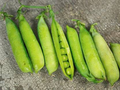 MYLAWN (मटर के बीज) (Matar) Peas Seeds Seed Price in India - Buy MYLAWN ...
