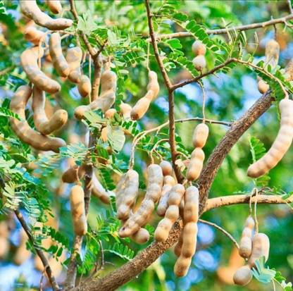KANAYA Meethi Imli ( Tamarind) Seed Price in India - Buy KANAYA Meethi ...