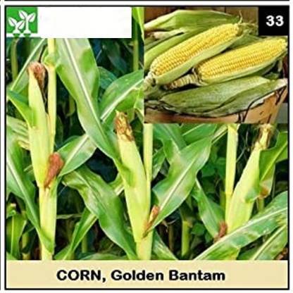 CYBEXIS GOLDEN BANTAM CORN500 Seeds Seed Price in India - Buy CYBEXIS ...