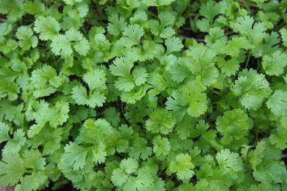 KANAYA Hybrid Coriander Dhania Seeds For Home Gardening Seed Price in ...