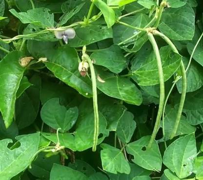 Aro Cowpea, Lobia Seed Price in India - Buy Aro Cowpea, Lobia Seed ...