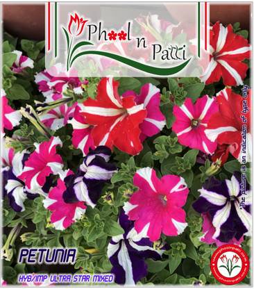 Phool n Patti PETUNIA ULTRA STAR MIXED [Home Garden Seeds Eco Pack ...