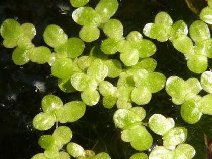 Topseed Lemna minor Seed Price in India - Buy Topseed Lemna minor Seed ...