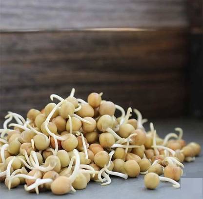 CYBEXIS DUN (DUNDALE) PEA800 Seeds Seed Price in India - Buy CYBEXIS ...