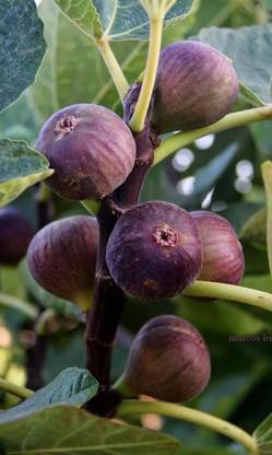 CARIBBEAN PREMIUM HYBRID FIG ANJEER Seed Price in India - Buy CARIBBEAN ...