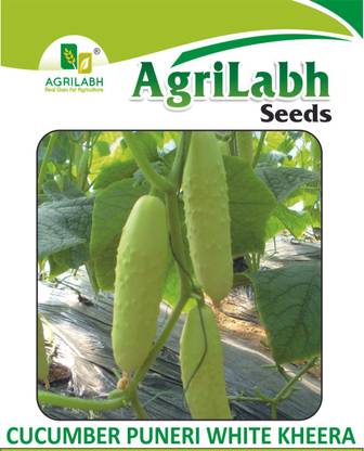 agrilabh CUCUMBER PUNERI WHITE KHEERA, CUCUMBER Seed Price in India ...